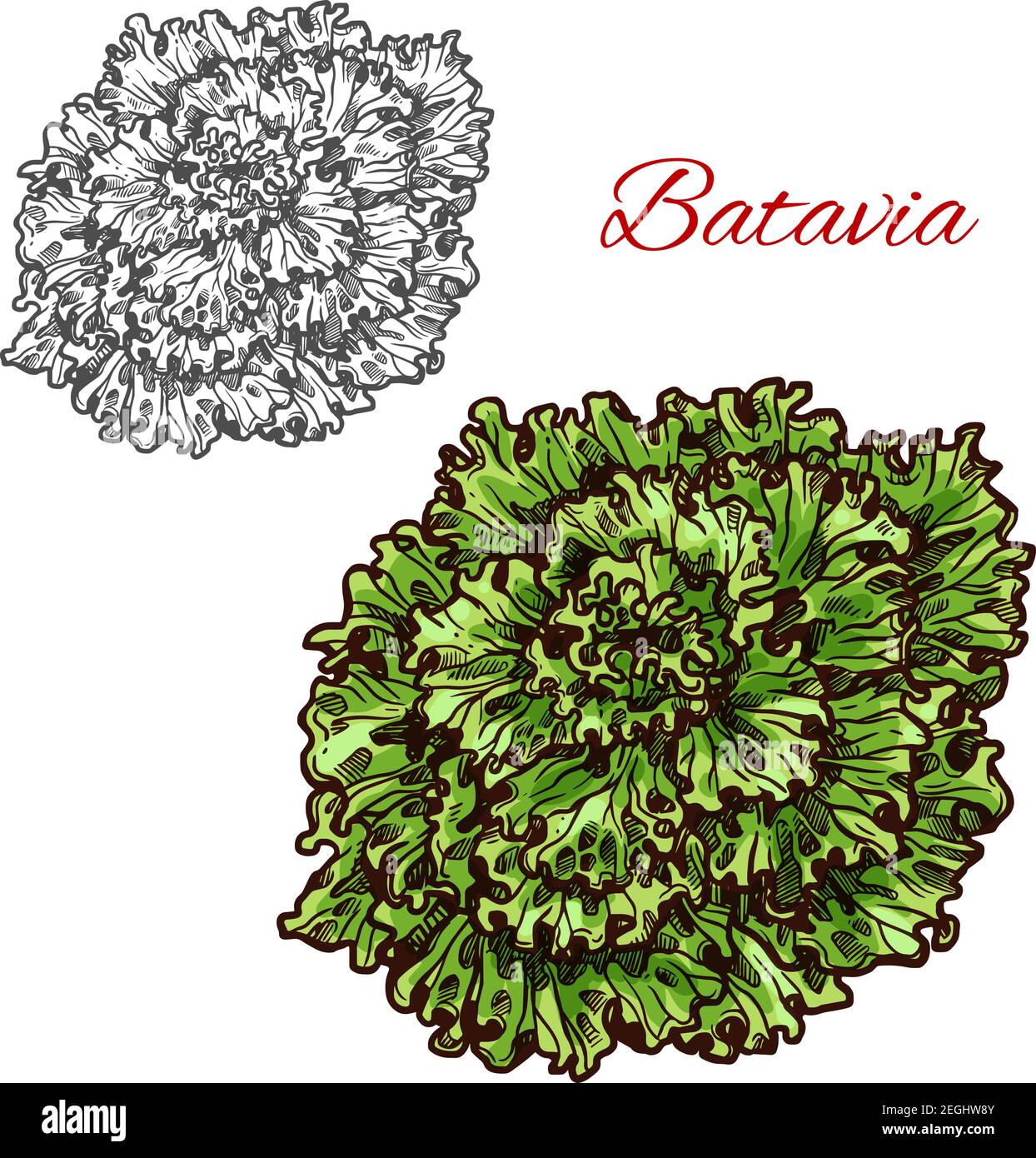 Dessin vert de laitue Batavia avec bouquet de feuilles de salade ...