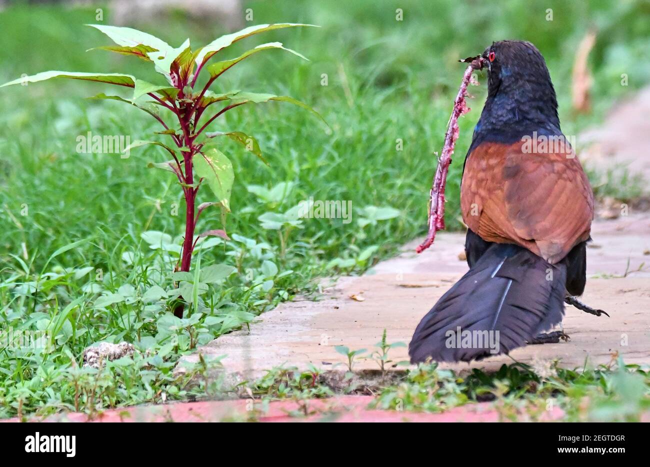 Grand corbeau faisan Banque de photographies et d’images à haute ...