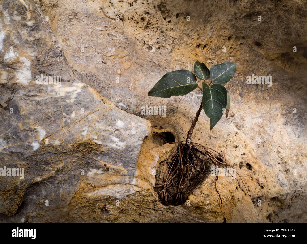 Arbre qui pousse dans le crack Banque de photographies et d’images à ...