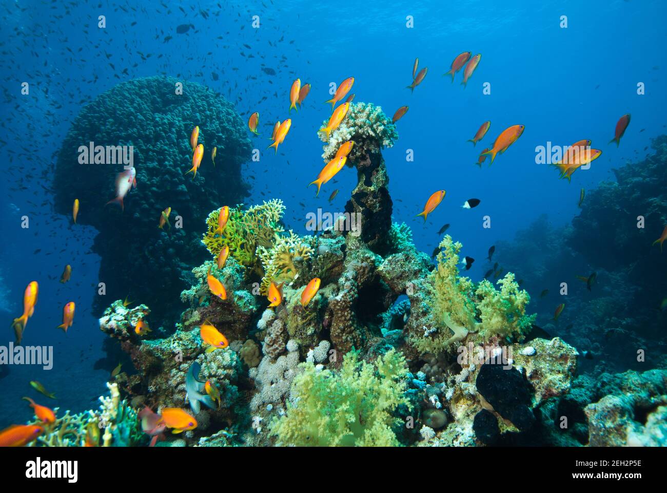 Monde sous-marin. Les poissons de mer rouge. L'Égypte Photo Stock - Alamy