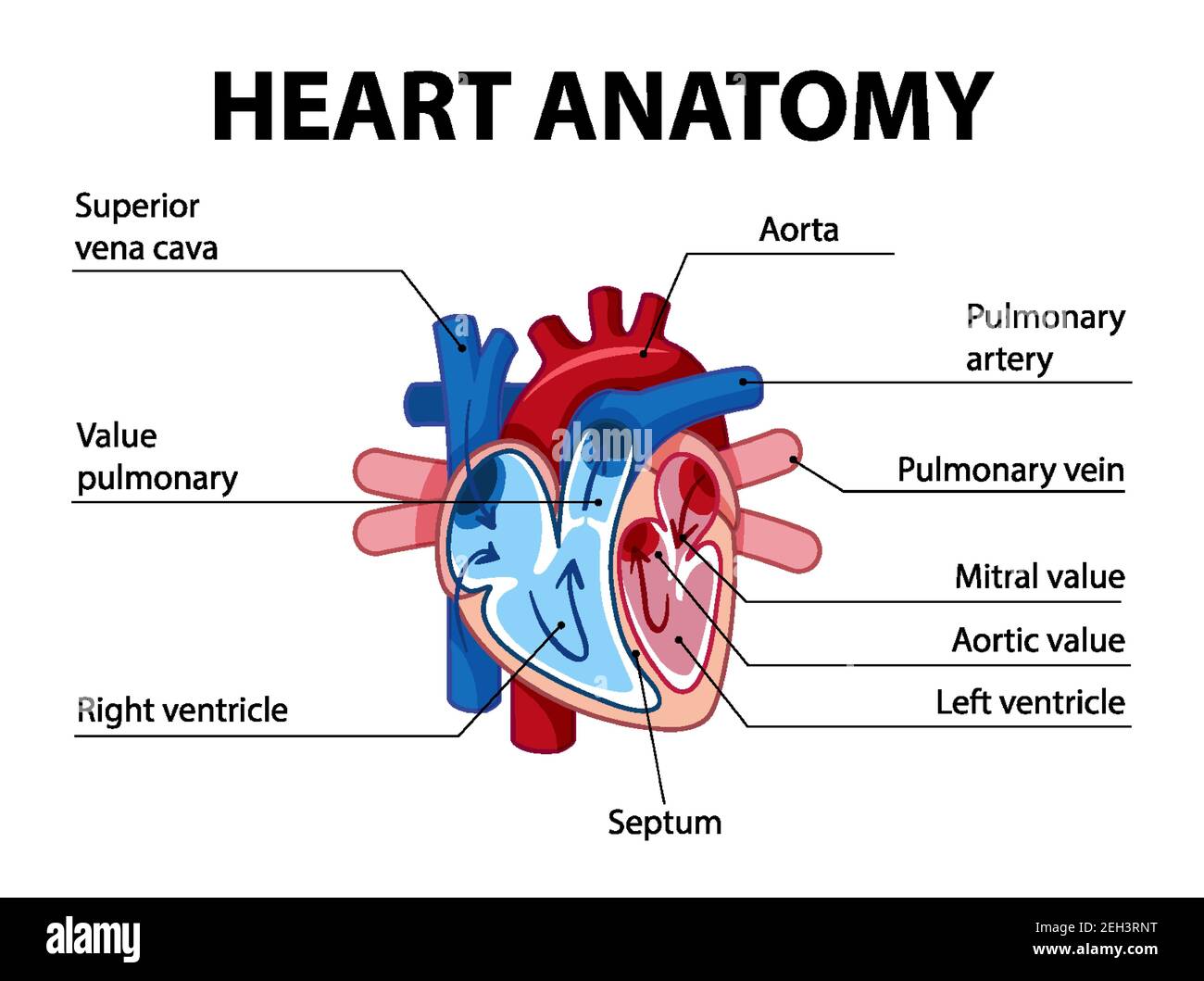 Affiche d'information sur l'illustration du schéma du cœur humain Image ...
