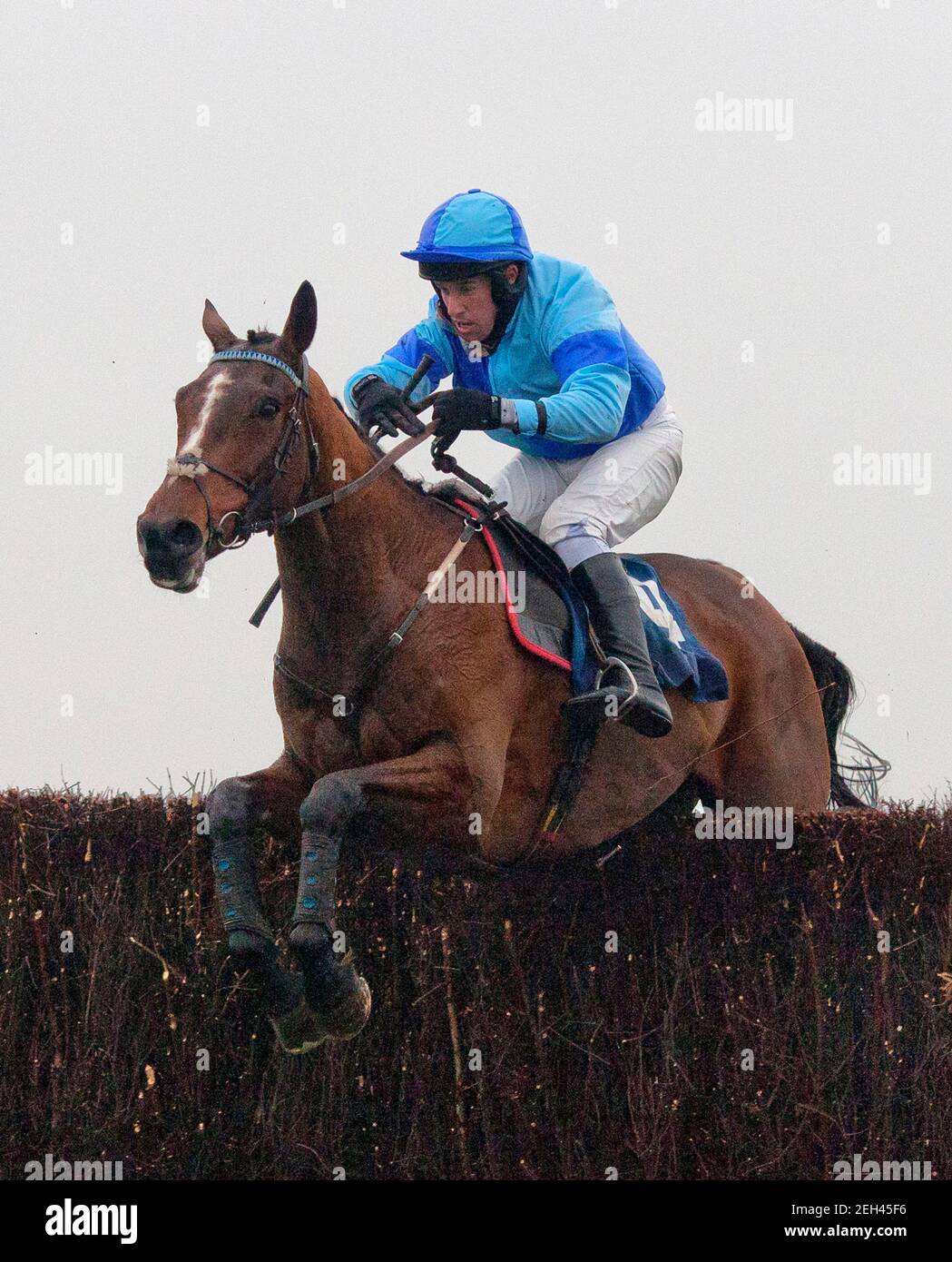 Cheval alice monté Banque de photographies et d’images à haute ...