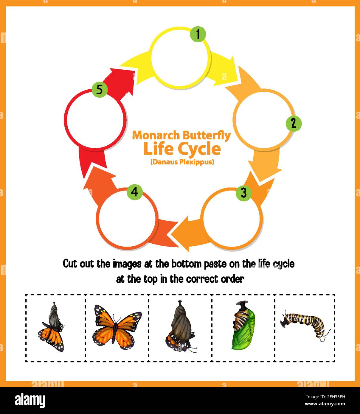 Cycle de vie des insectes Banque d'images vectorielles - Page 2 - Alamy