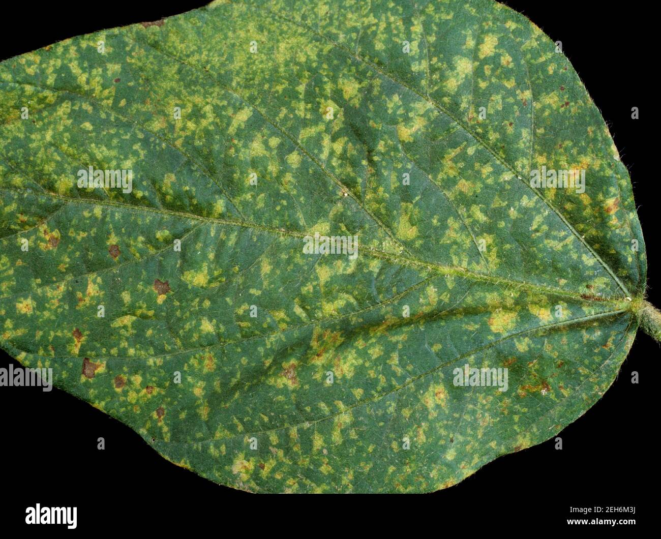 Lésions de la maladie du mildiou (Peronospora manshurica) sur la ...