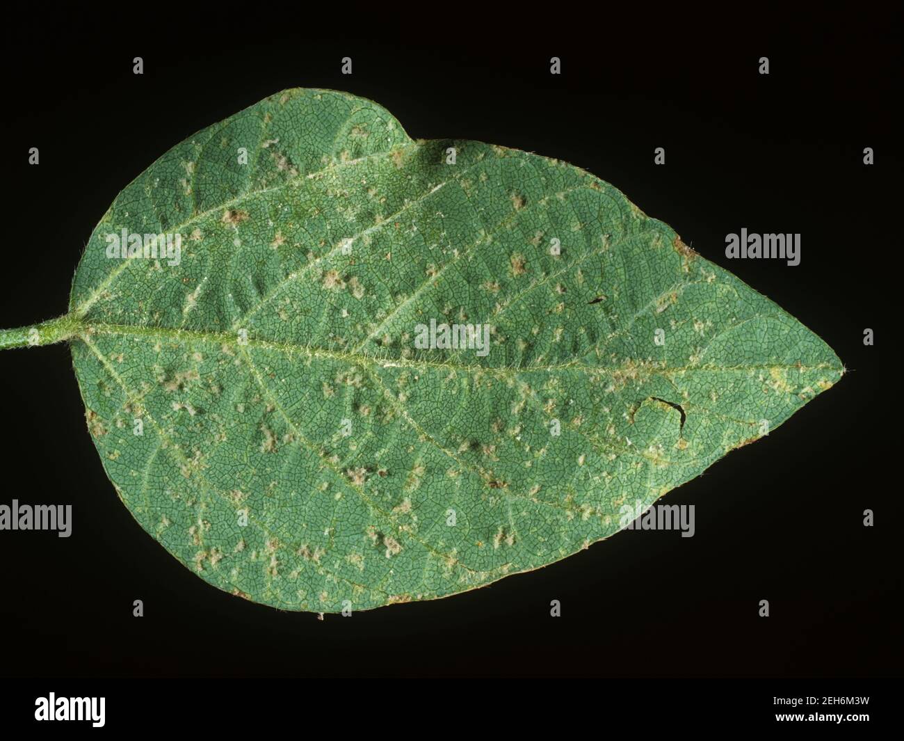 Lésions de la maladie du mildiou (Peronospora manshurica) sur la ...