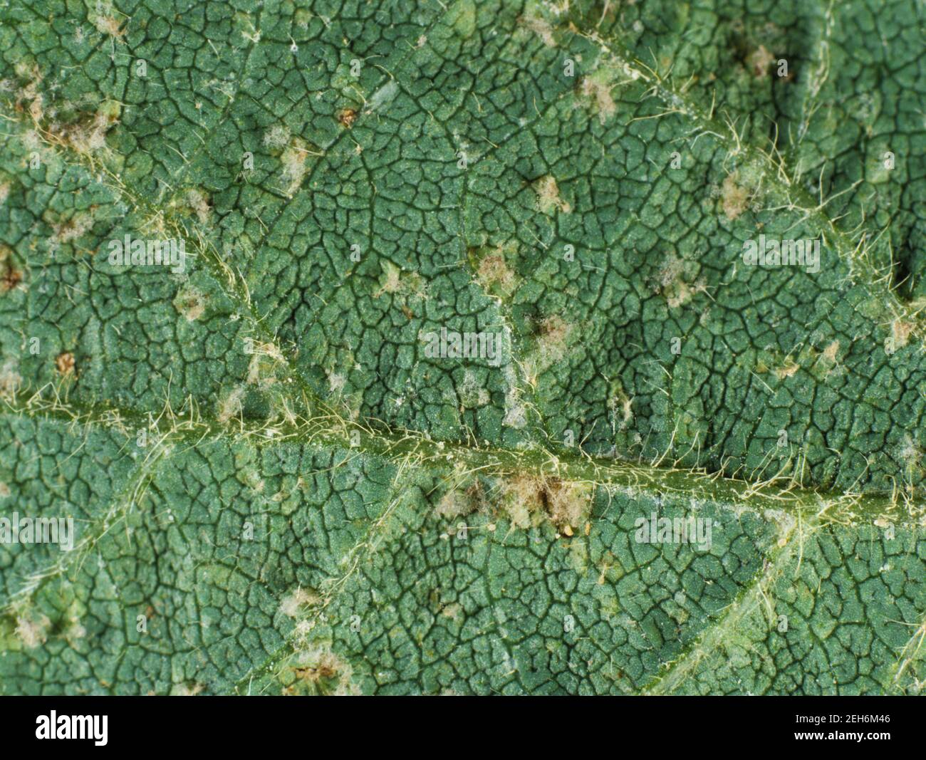 Lésions de la maladie du mildiou (Peronospora manshurica) sur la ...