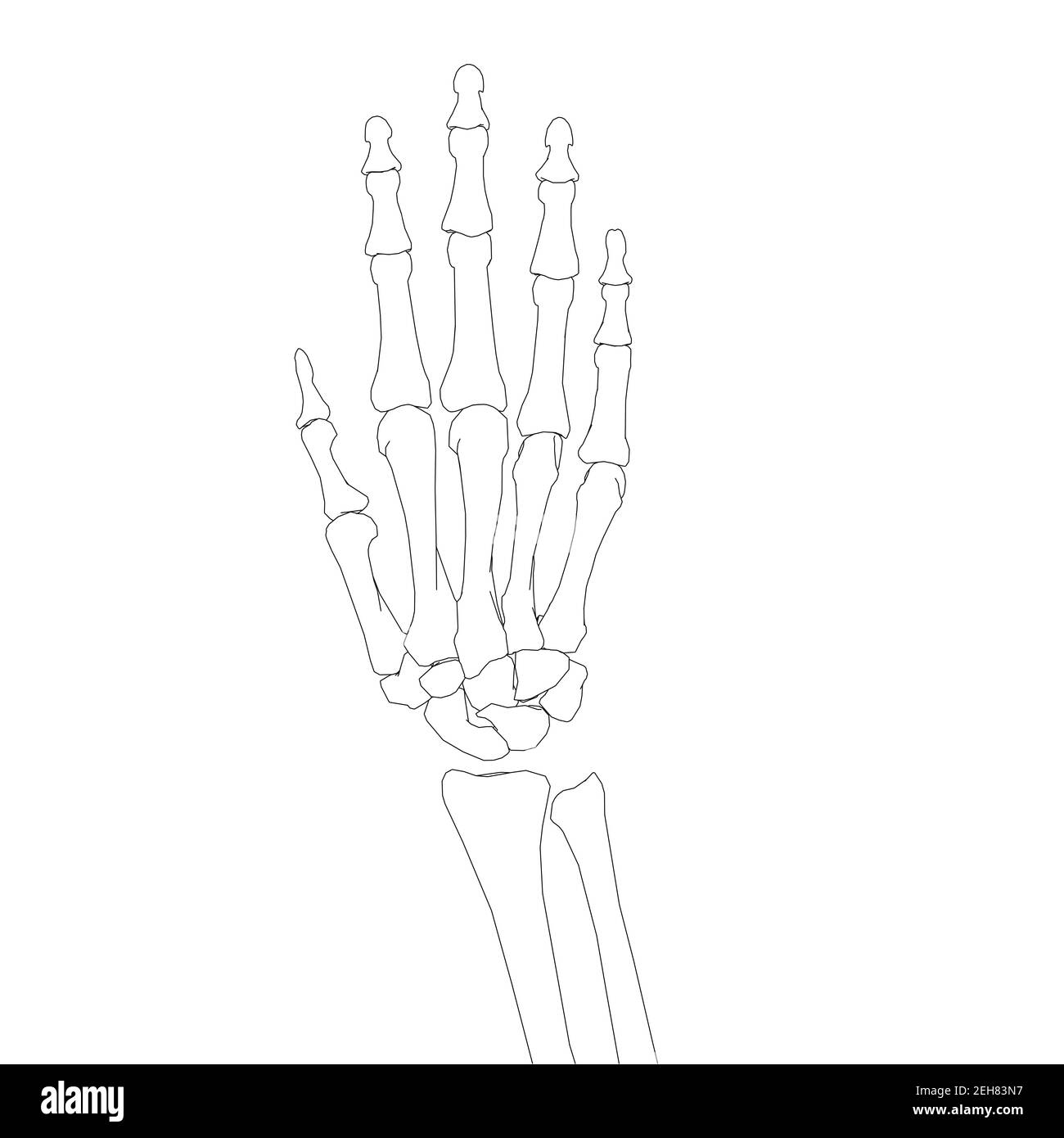 Contour du squelette de la main humaine isolé sur fond blanc ...