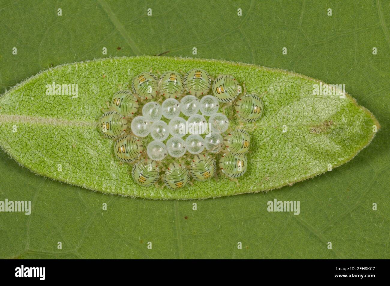 Pentatomidae eggs Banque de photographies et d’images à haute résolution - Alamy