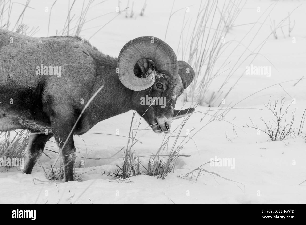 Habitat des moutons de montagne Banque d'images noir et blanc - Alamy