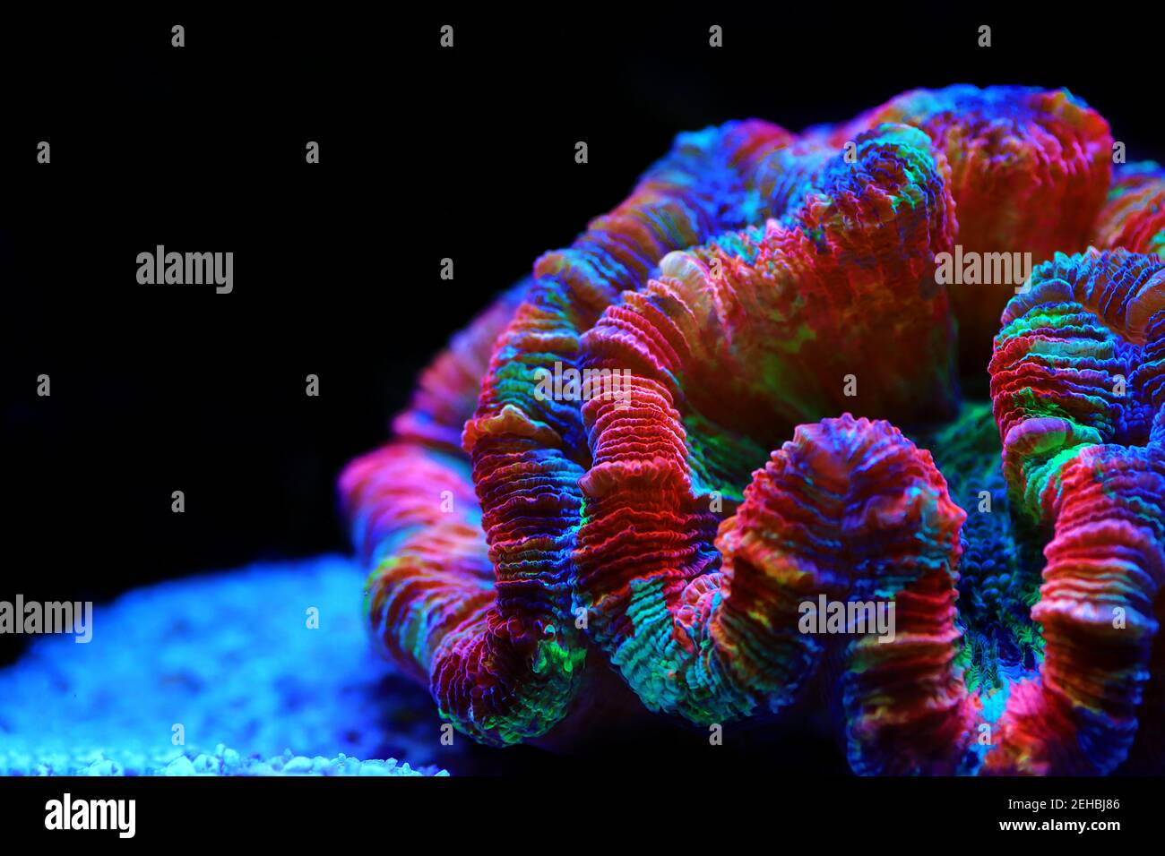 Folded brain coral Banque de photographies et d’images à haute ...