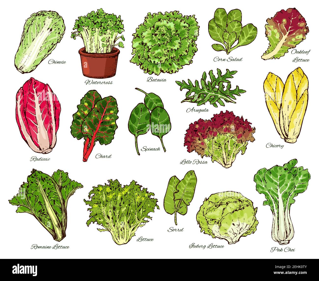 Salade végétarienne et légumes de laitue croquis. Vecteur isolé de ...