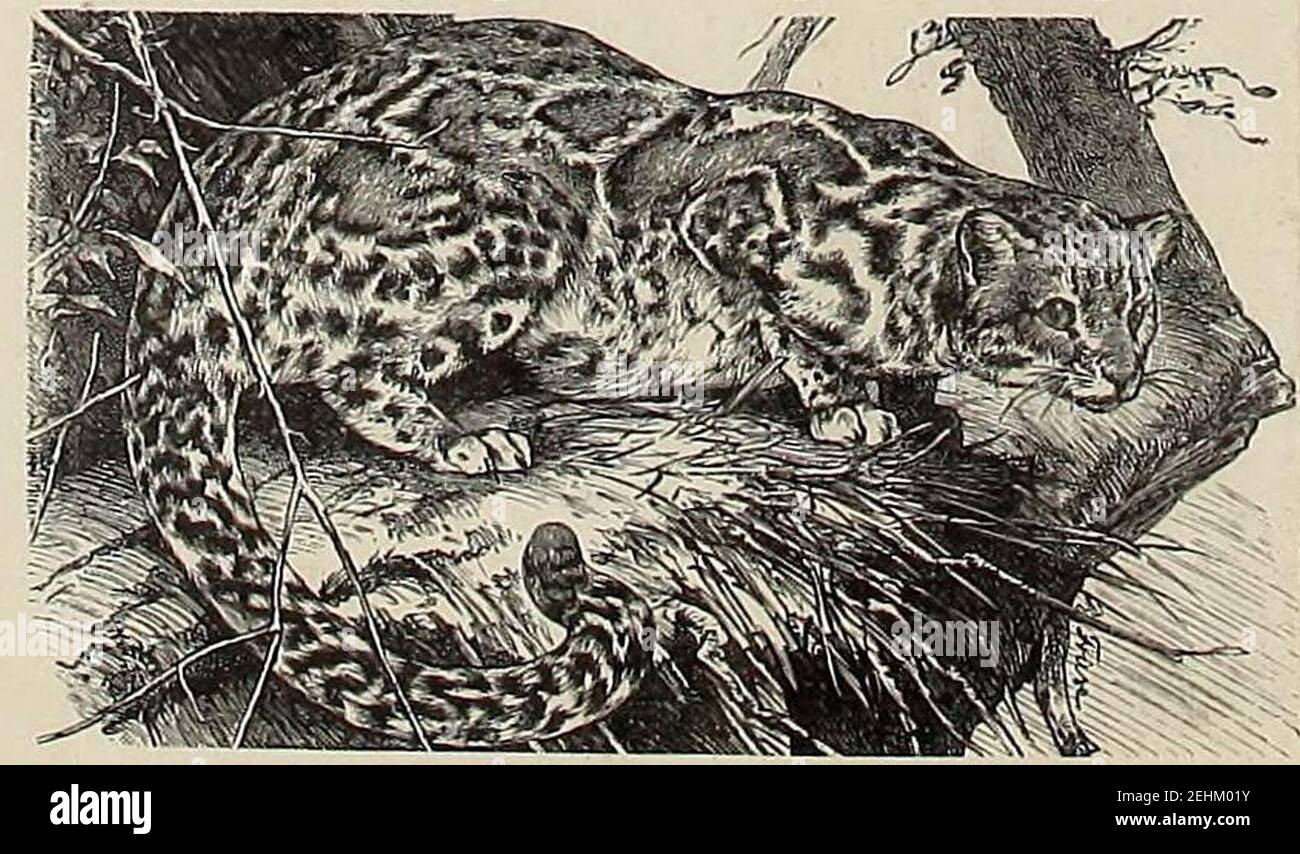 Pardofelis marmorata Banque de photographies et d’images à haute ...