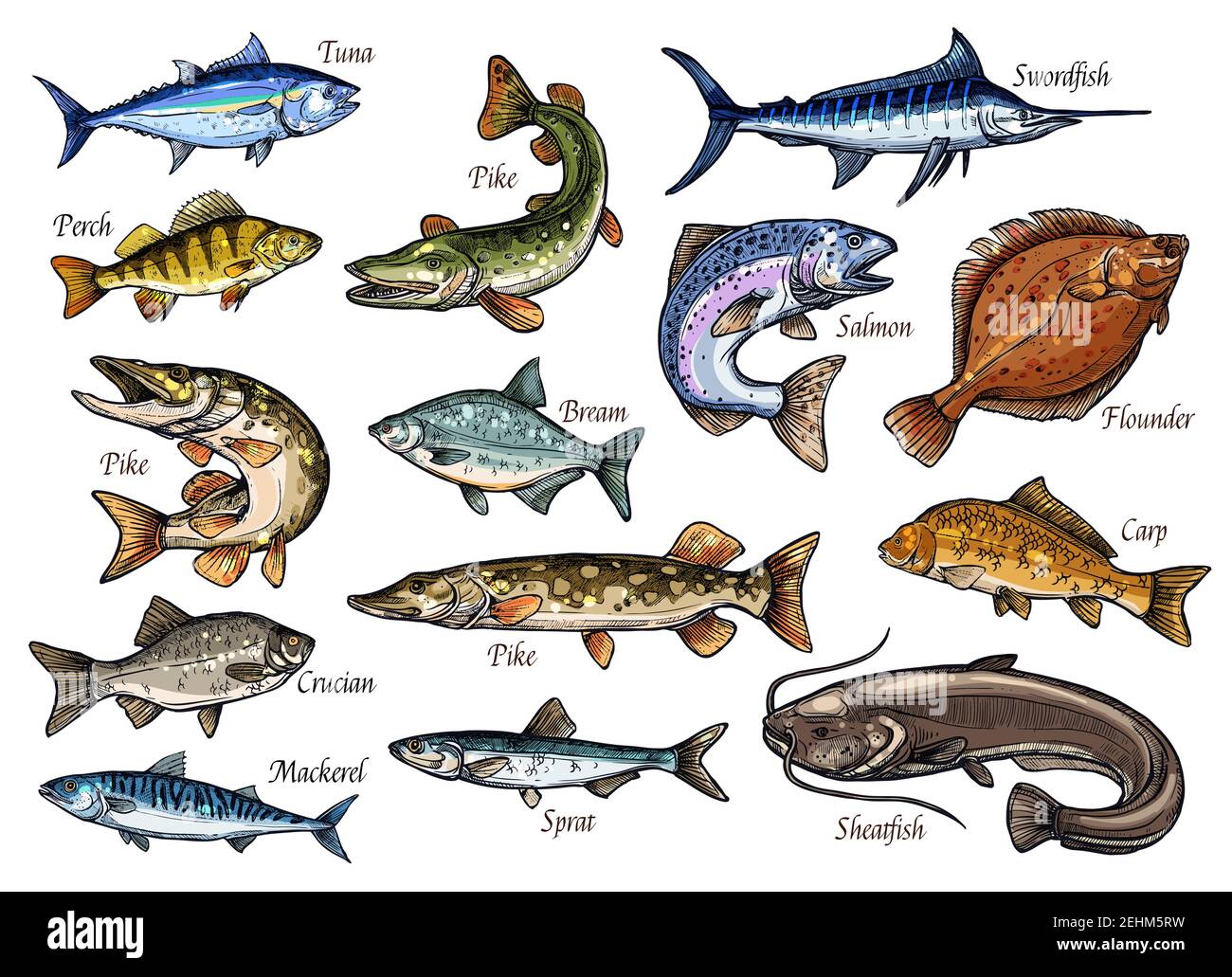Croquis de poissons de mer, d'océan et d'animaux de rivière pour les ...