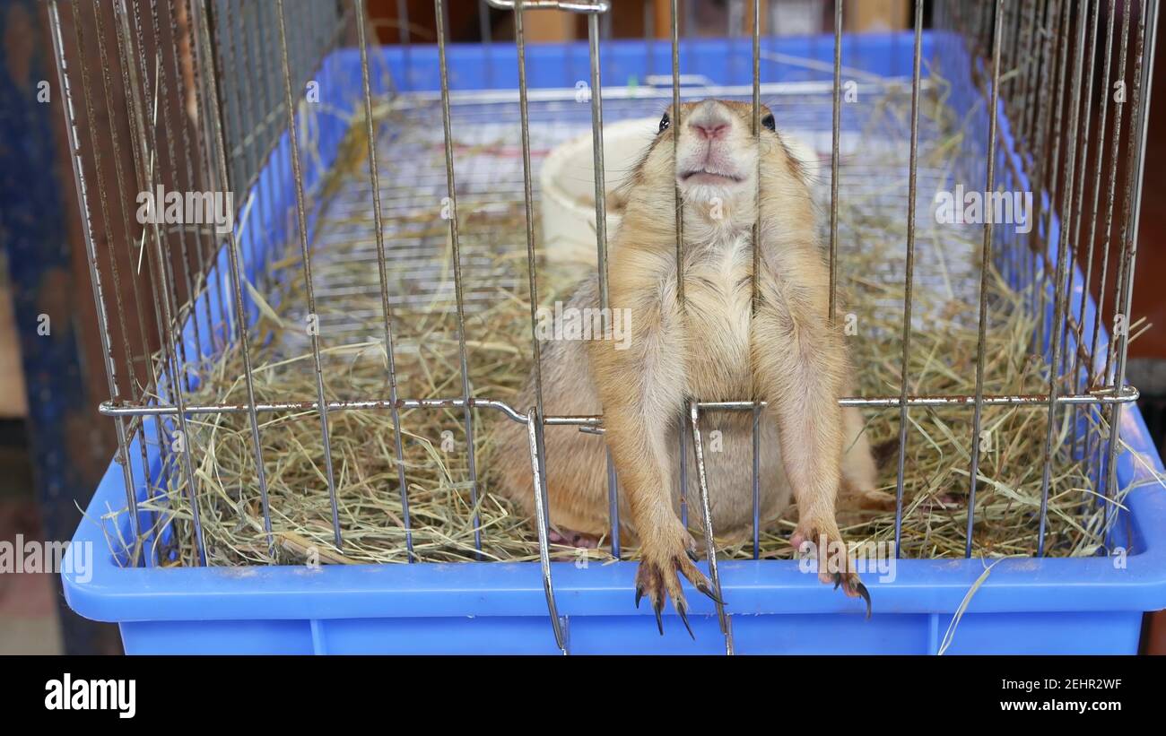 Malheureux mignon chien de prairie souffrance, cage sur le marché ...