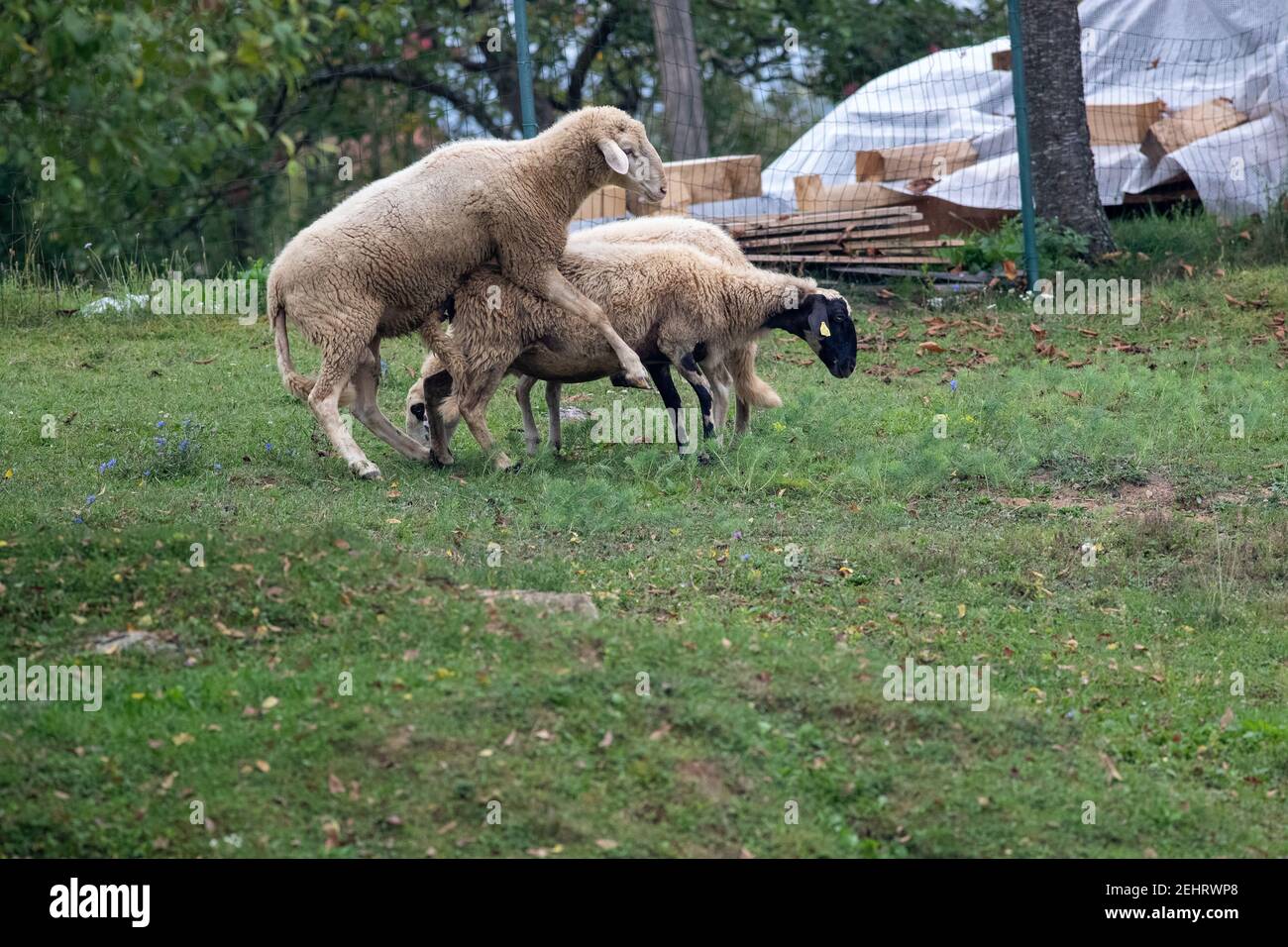 Gros Plan De Laccouplement Des Moutons Reproduction Des Moutons Sur