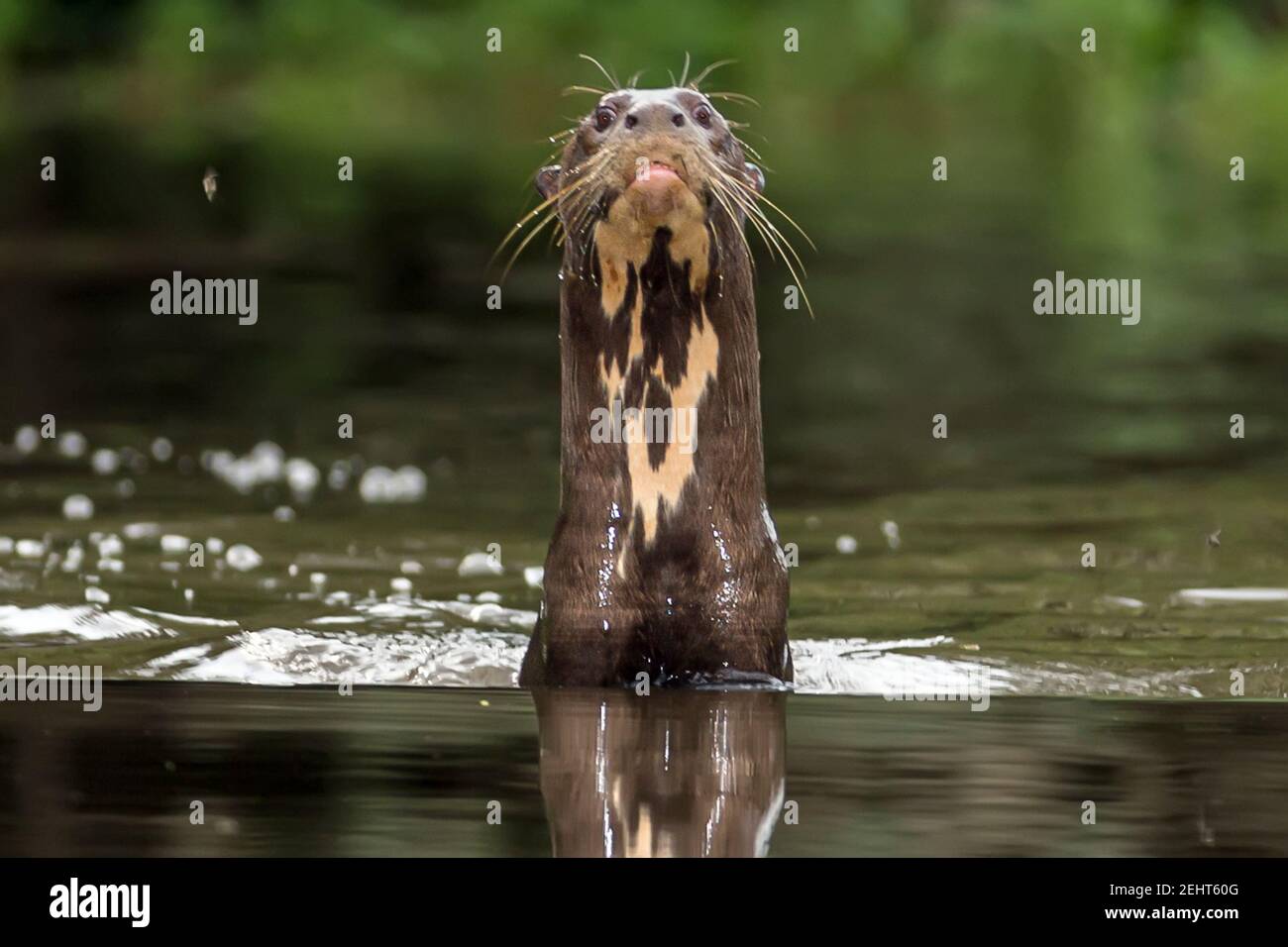 La loutre géante ou la loutre de rivière géante, Pteronura brasiliensis ...