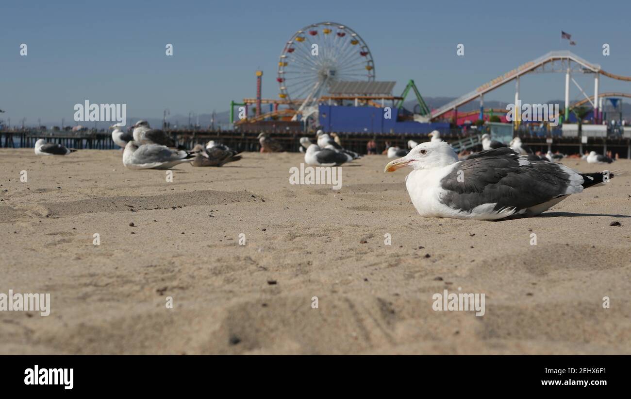 Goélands de mer sur la plage de sable ensoleillé de californie, la roue ...