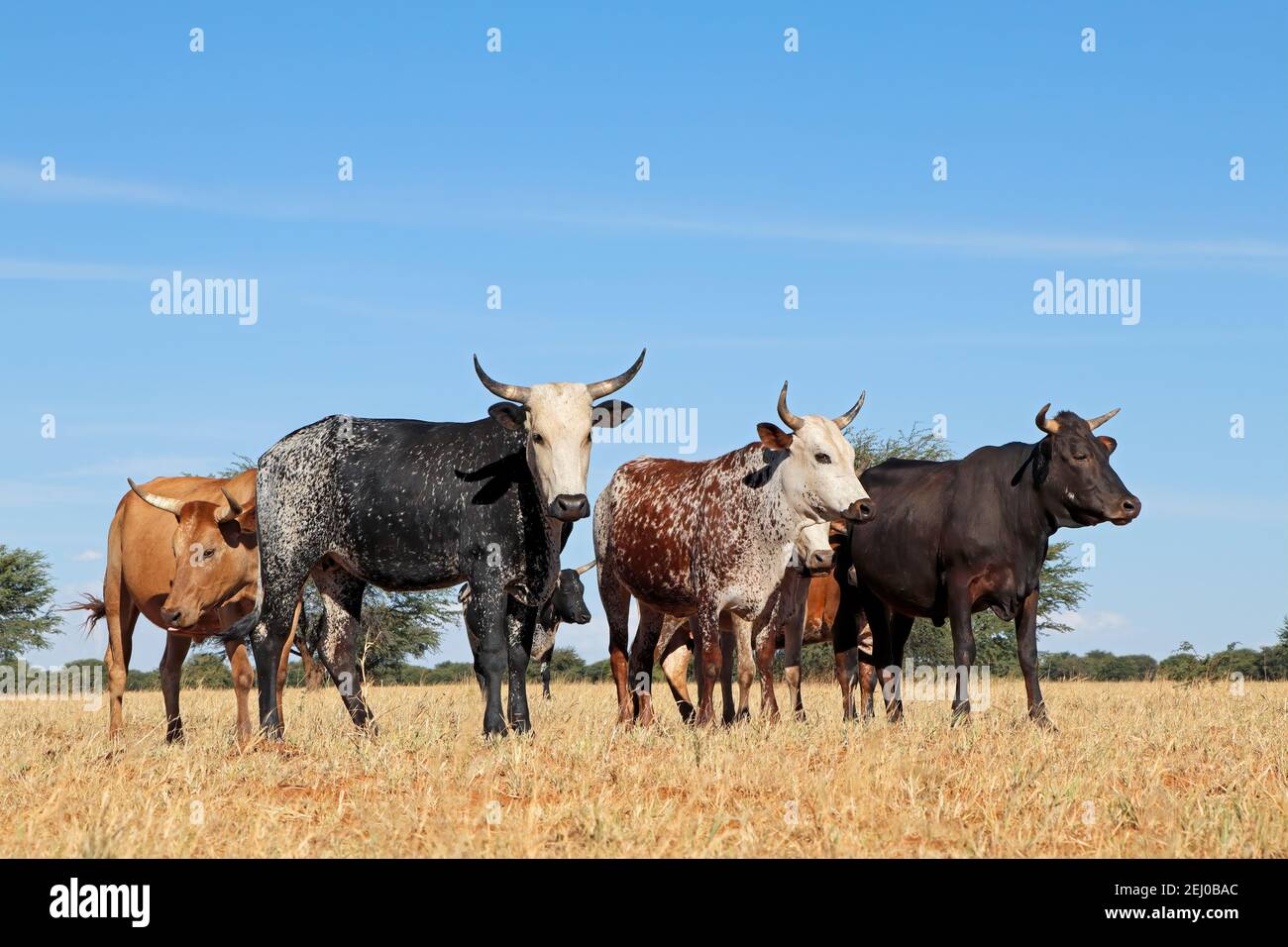 Vache africaine Banque de photographies et d’images à haute résolution ...