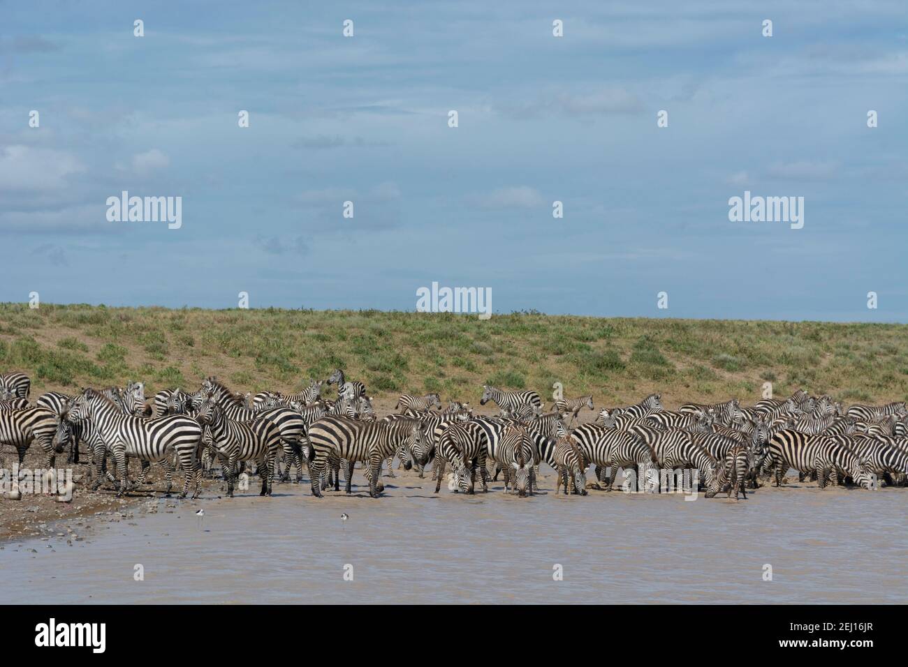 Un troupeau de zèbres de plaines (Equus quagga) buvant au lac Hidden ...