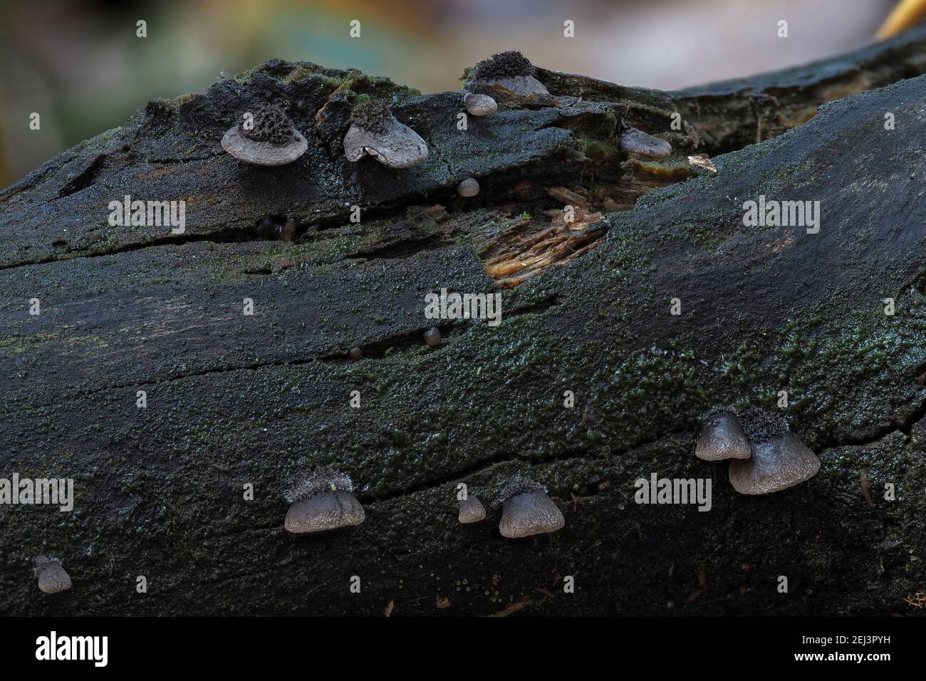 L'Oylivre de cheveux (Resupinatus trichotis) est un champignon non ...