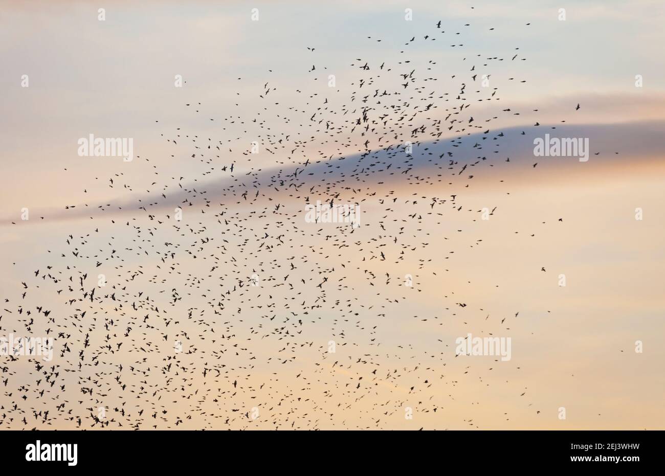 Pinzon real Banque de photographies et d’images à haute résolution - Alamy