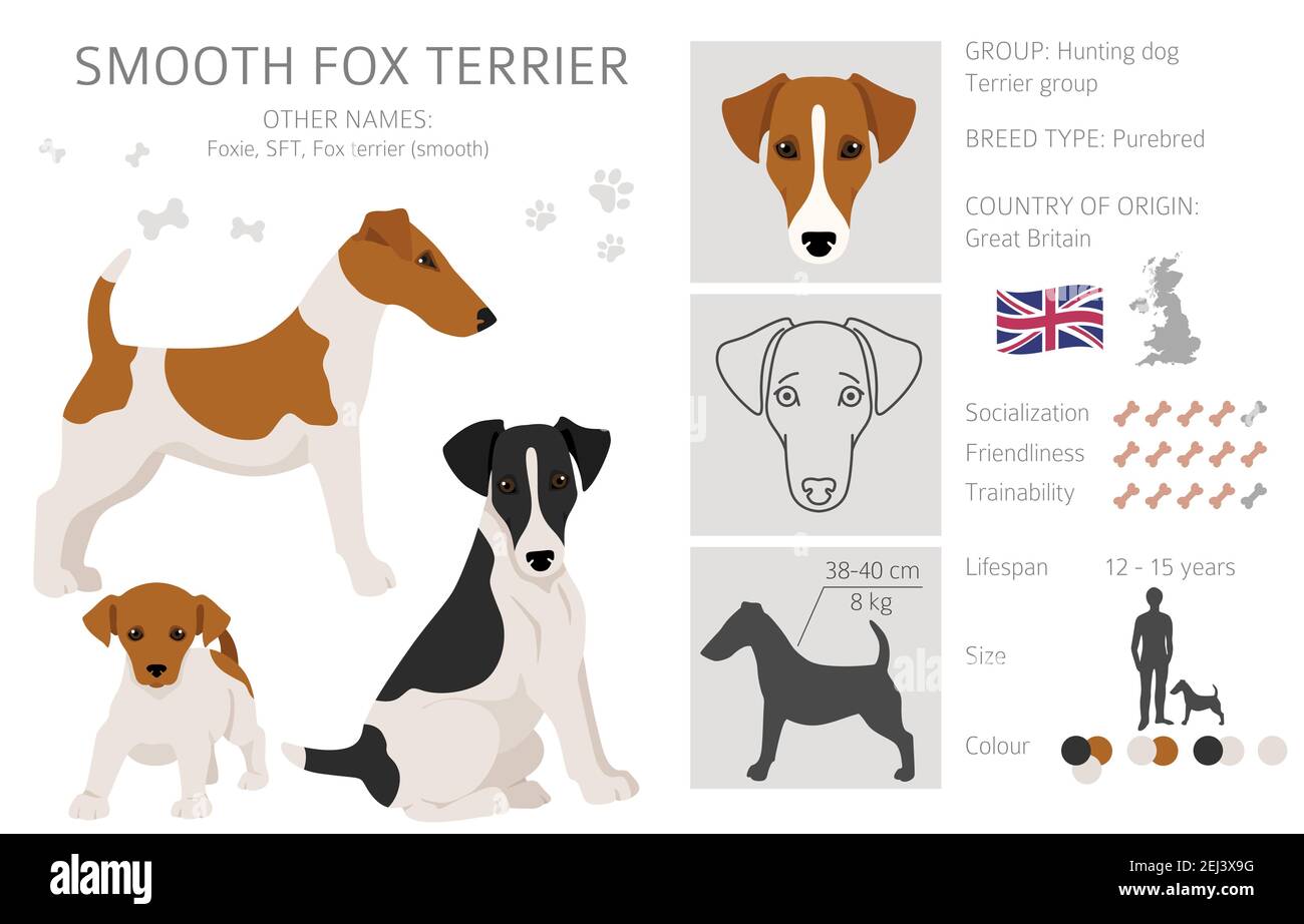 Renard roux couché Banque d'images vectorielles - Alamy