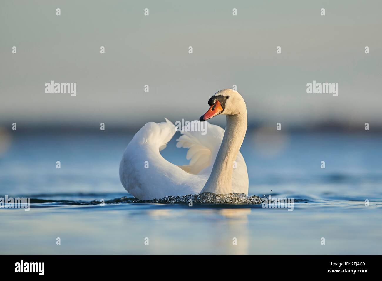Comportement naturel du cygne Banque de photographies et d’images à haute résolution - Alamy