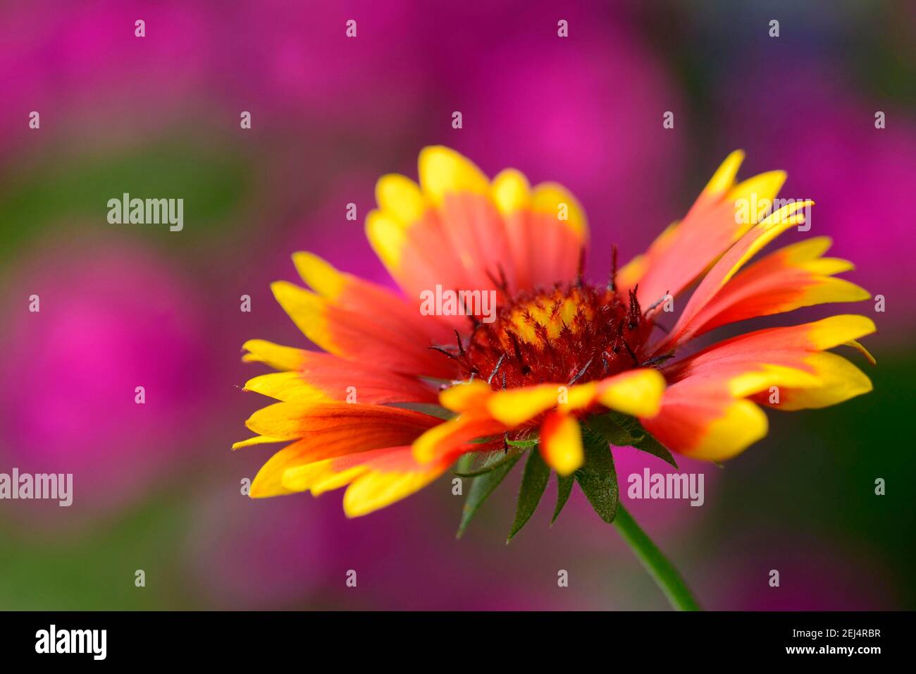 Fleur de cocarde Banque de photographies et d’images à haute résolution ...