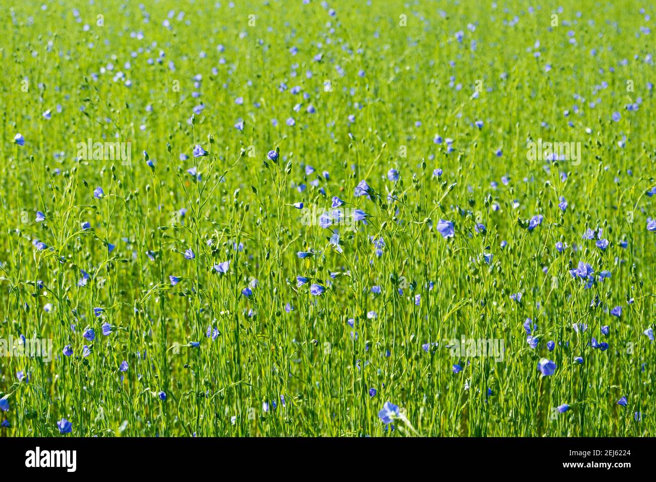 Champs de lin Banque de photographies et d’images à haute résolution ...