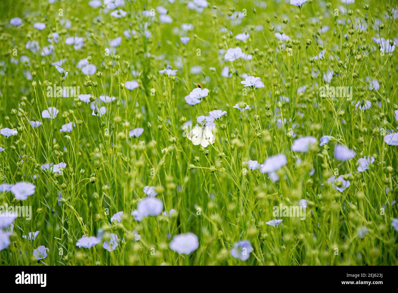 Champs de lin Banque de photographies et d’images à haute résolution ...