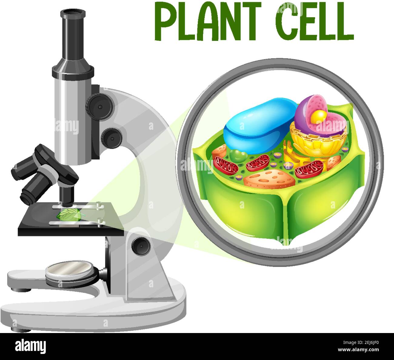 Microscope avec illustration du schéma des cellules végétales Image ...