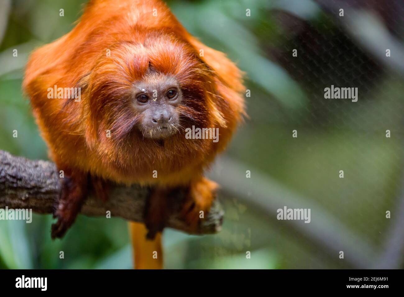 Petit singe lion doré Banque de photographies et d’images à haute ...