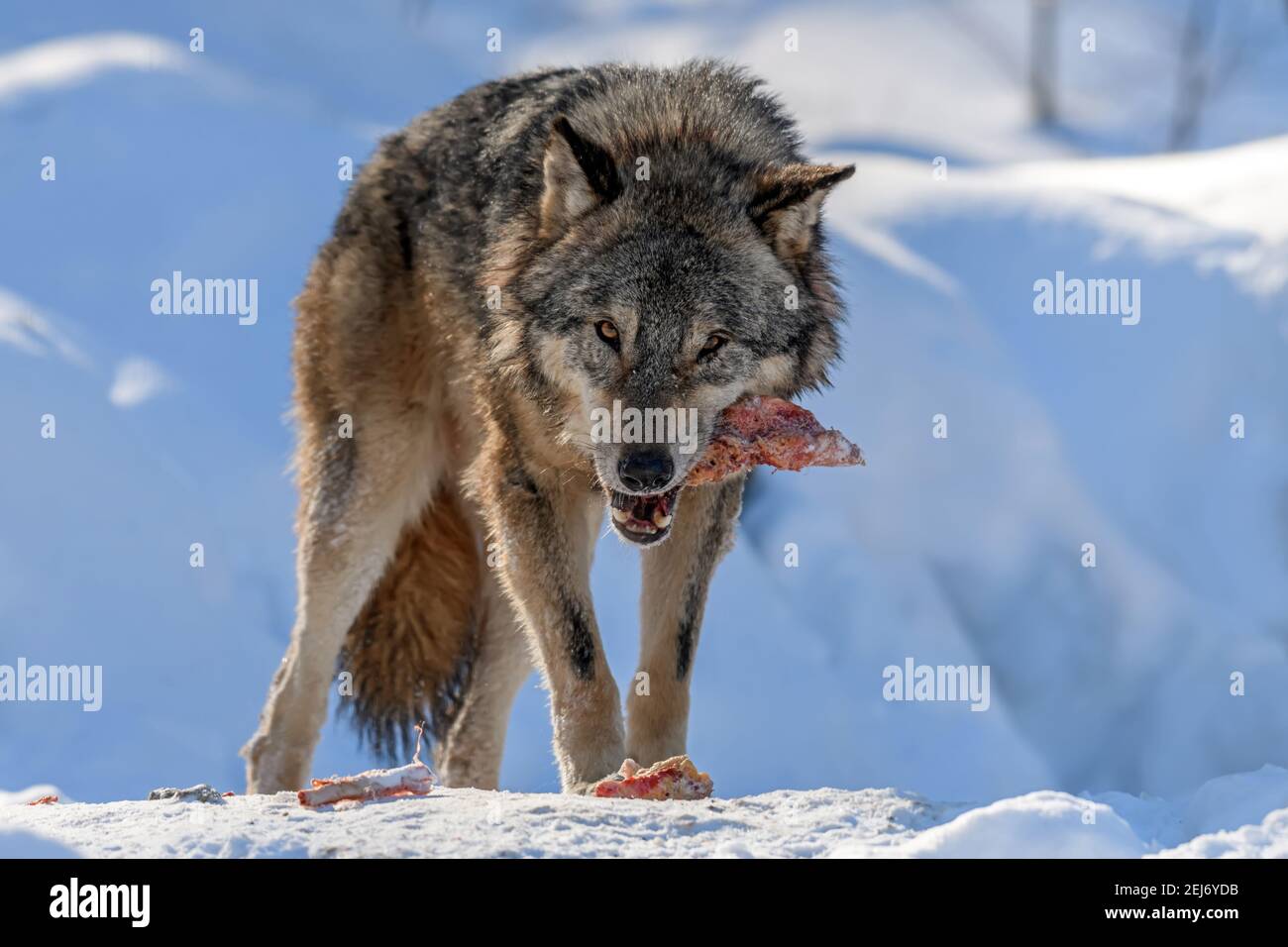 Le loup gris, Canis lupus, mange de la viande dans la forêt d'hiver ...