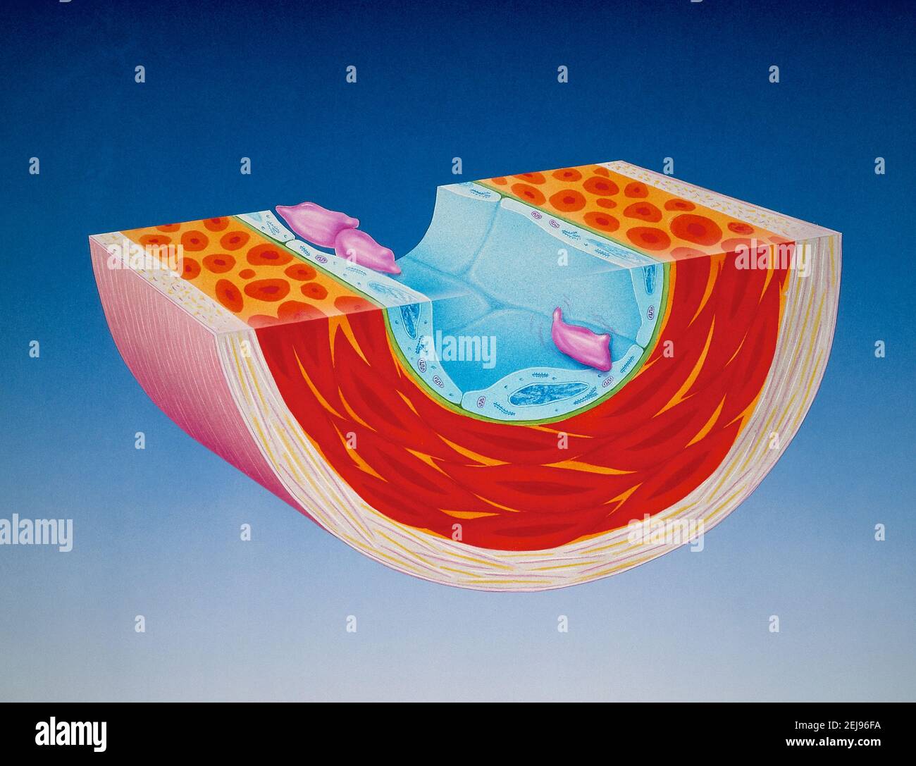 Vaisseau Sanguin Banque d'image et photos - Alamy