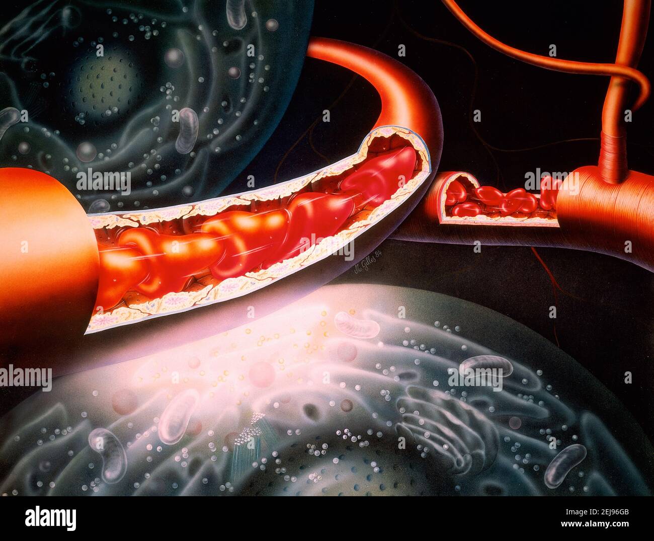 Capillaire sanguin, dessin Photo Stock - Alamy