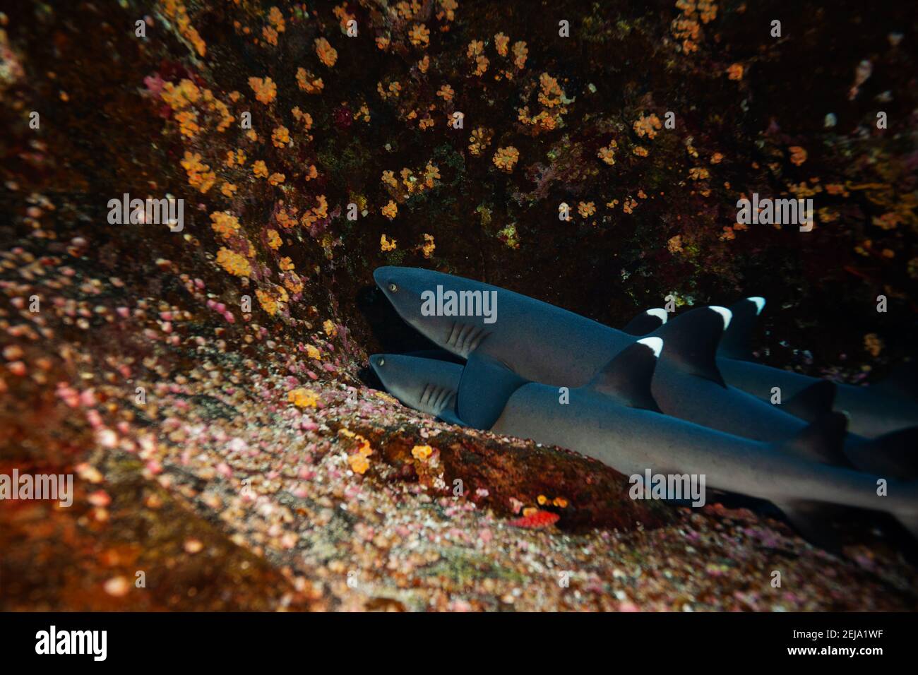 Groupe de requins pointe blanche Banque de photographies et d’images à ...