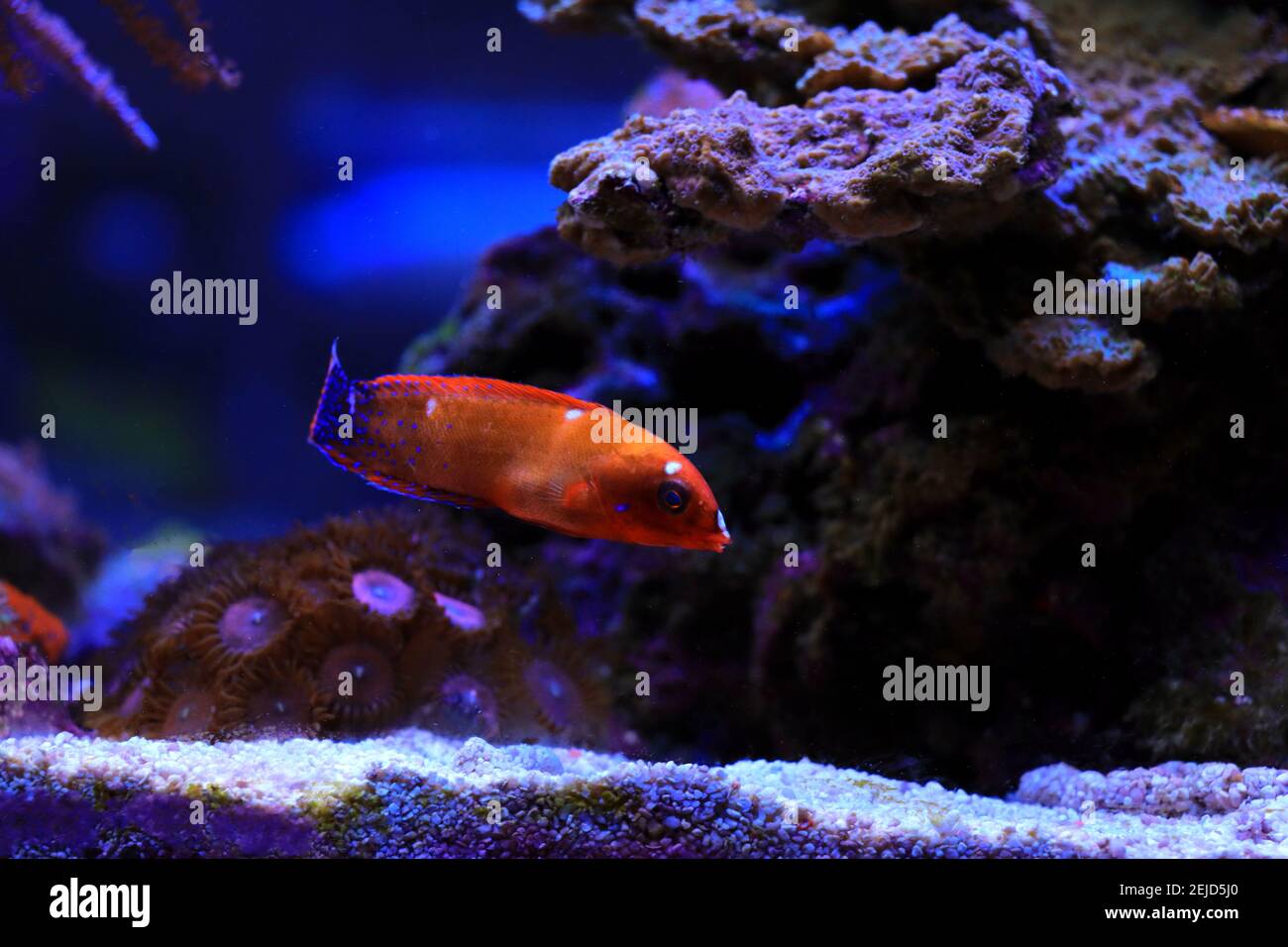 Coris africain Banque de photographies et d’images à haute résolution ...