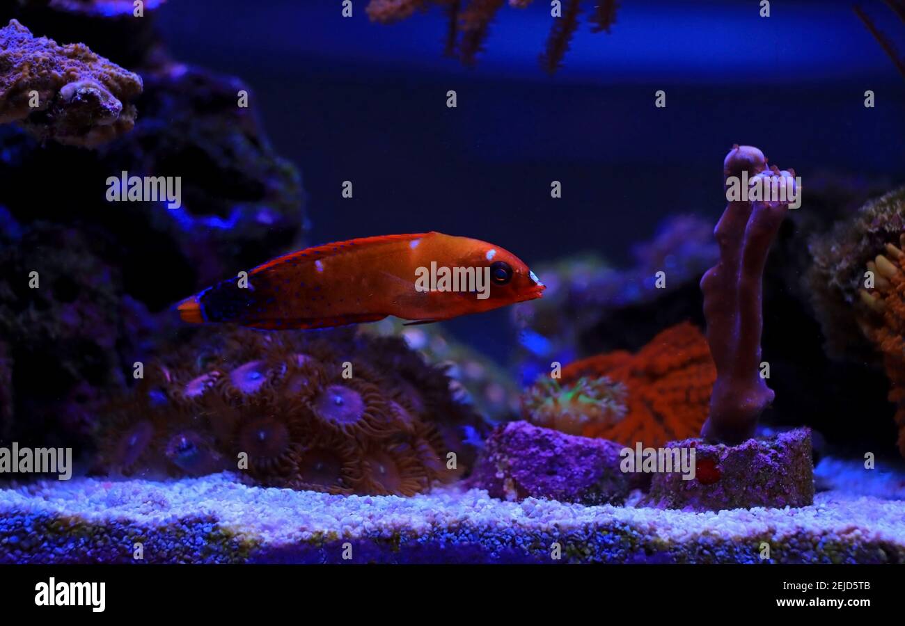 Coris africain Banque de photographies et d’images à haute résolution ...