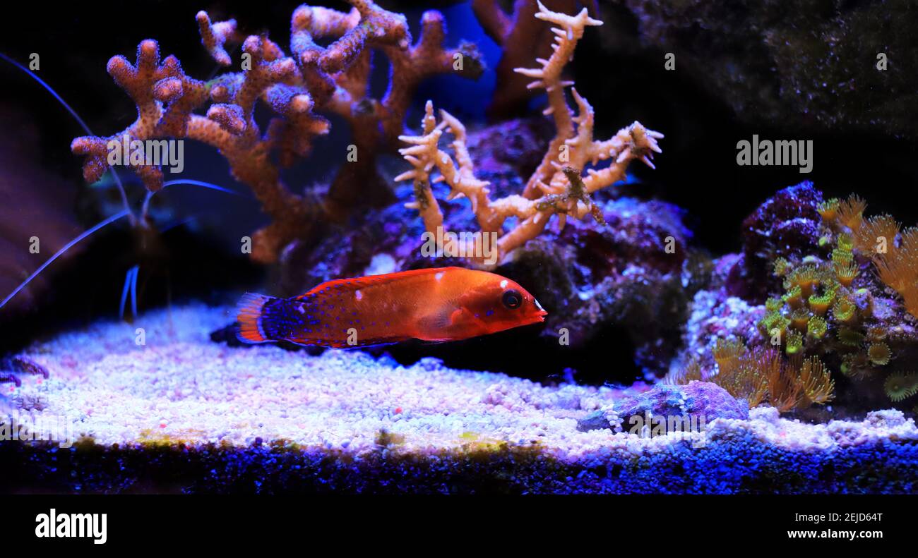 Coris africain Banque de photographies et d’images à haute résolution ...