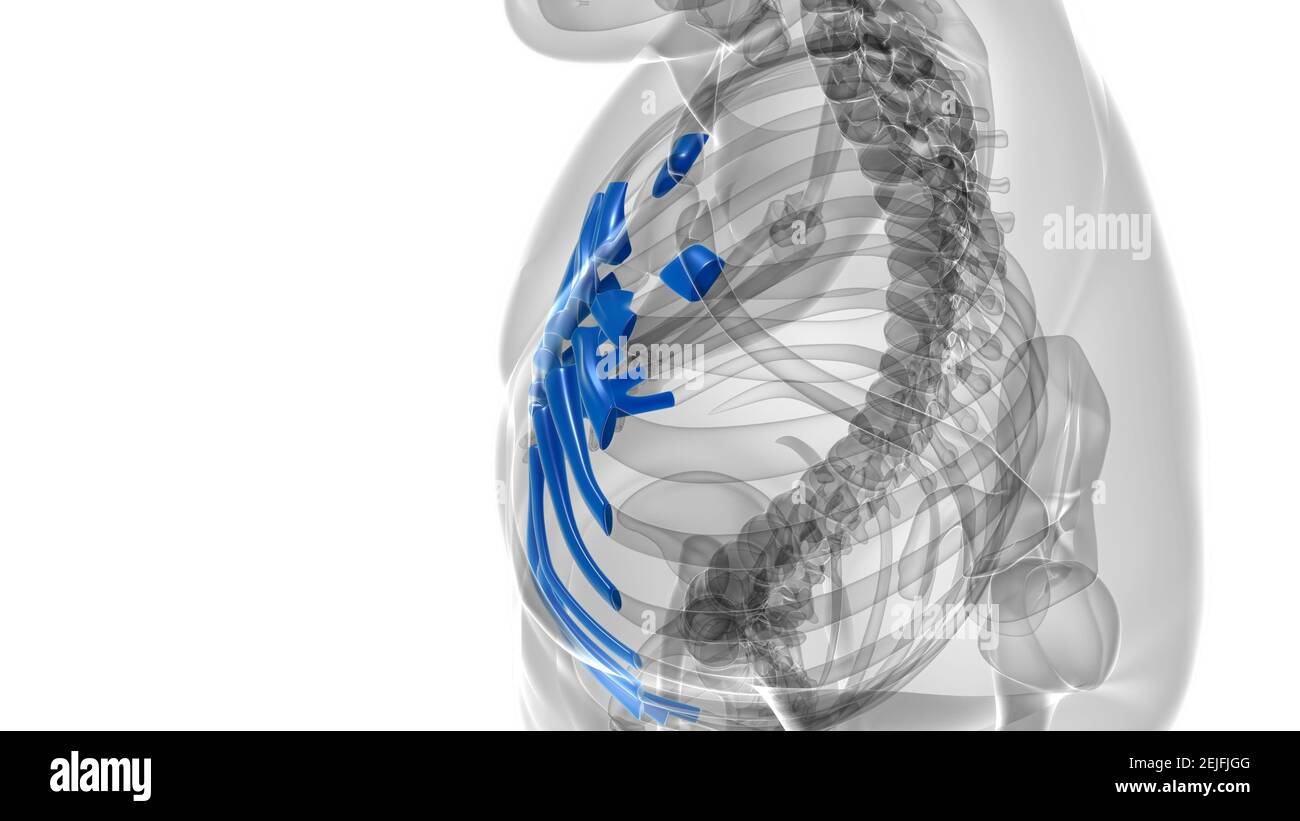 Anatomie du squelette humain cartilage de type Costal 3D Rendering for ...
