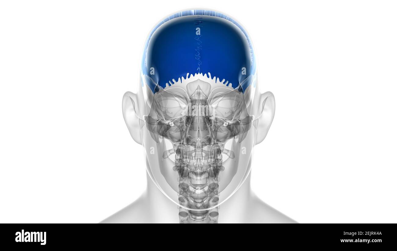 Squelette humain crâne pariétal OS Anatomie pour le concept médical ...