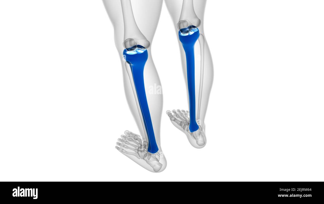 Anatomie du squelette humain Tibia Bone 3D Rendering for Medical ...