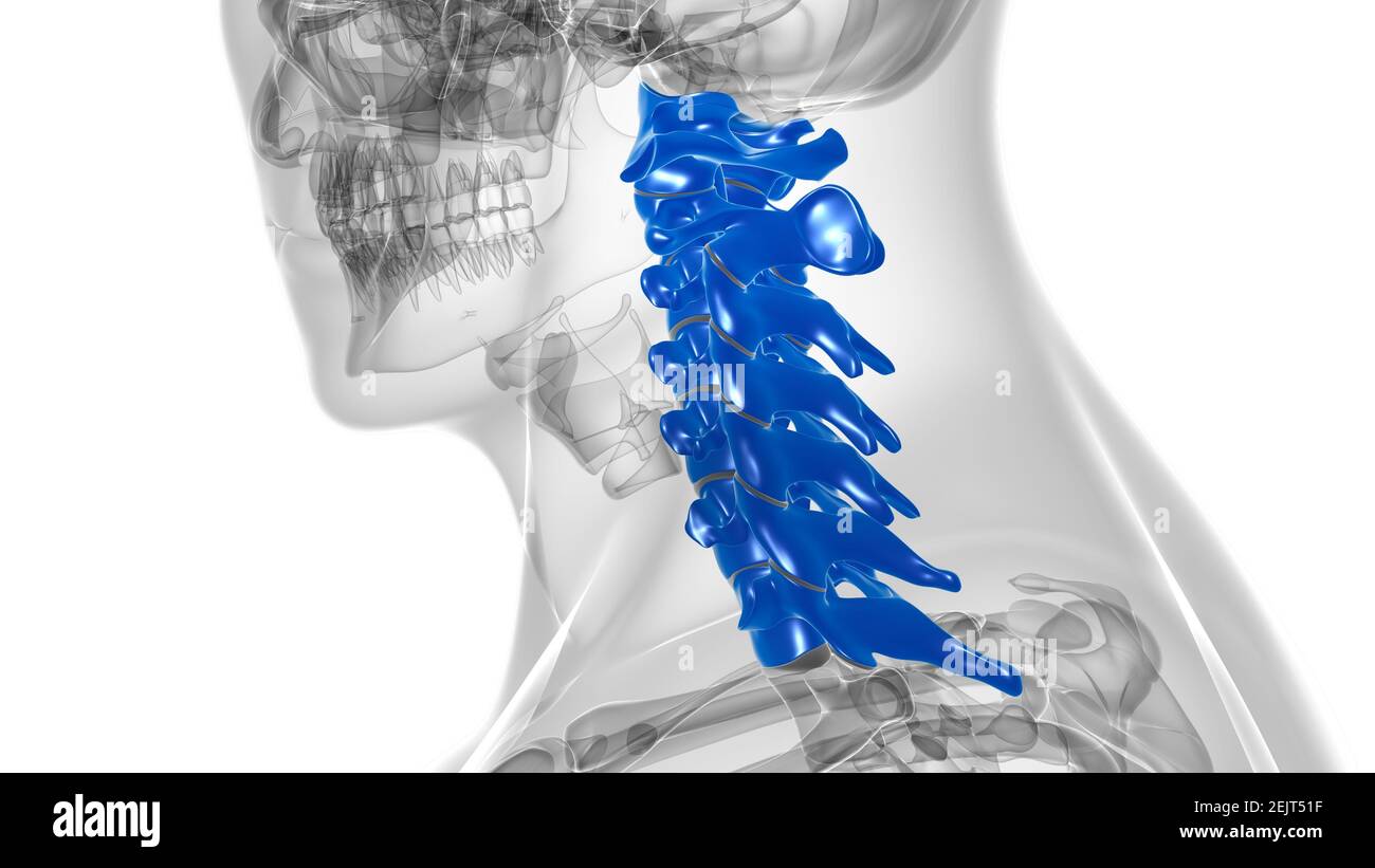 Vertèbre Cervicale Anatomie – Nombre De Vertèbres Cervicales – EDKNFQ