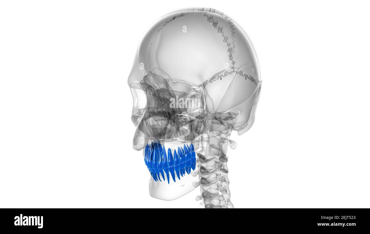 Anatomie des dents humaines Illustration 3D pour le concept médical ...