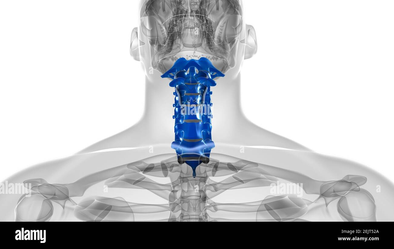 Squelette humain colonne vertébrale vertèbre cervicale Anatomie 3D ...