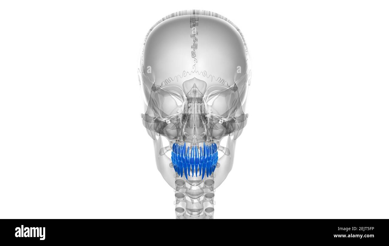 Anatomie des dents humaines Illustration 3D pour le concept médical ...