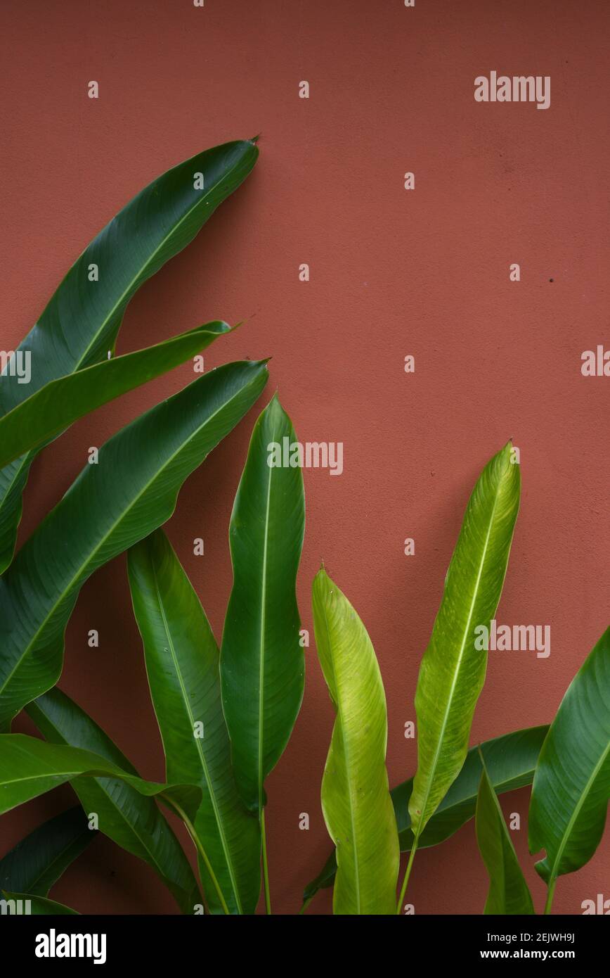 Belles feuilles vert clair d'une plante de banane décorative devant un ...