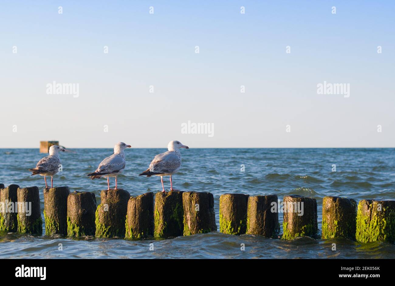 Paysage Mer polonaise de brise-lames et dunes de sable. Portrait des ...