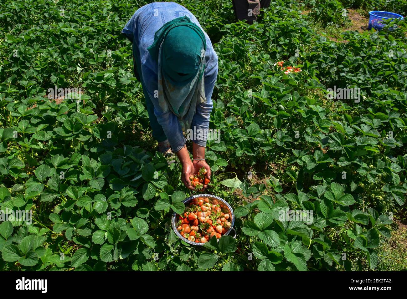 Une femme récolte des fraises dans un champ en pleine crise du ...
