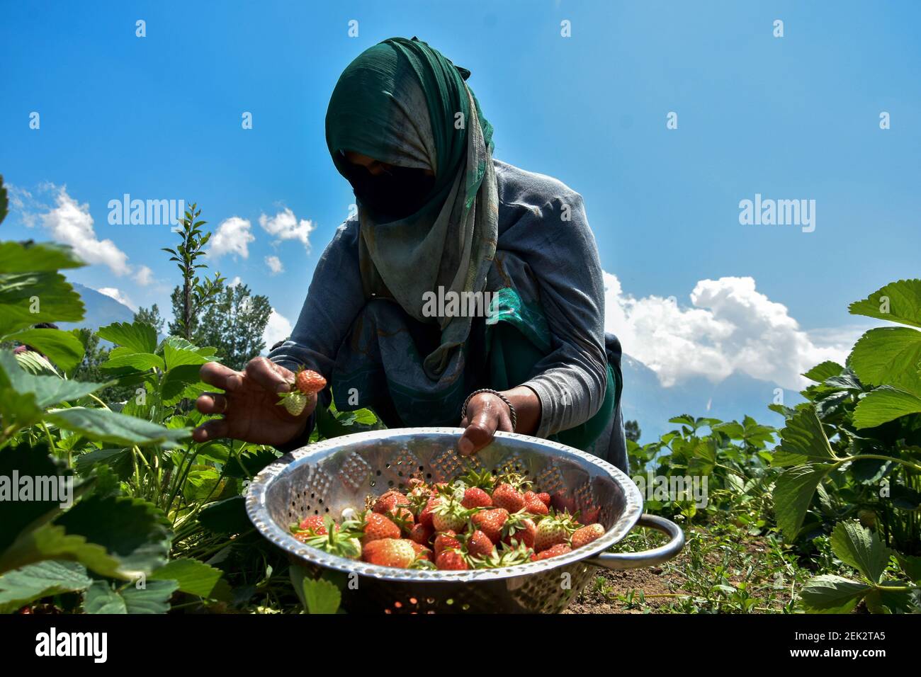 Une femme récolte des fraises dans un champ en pleine crise du ...